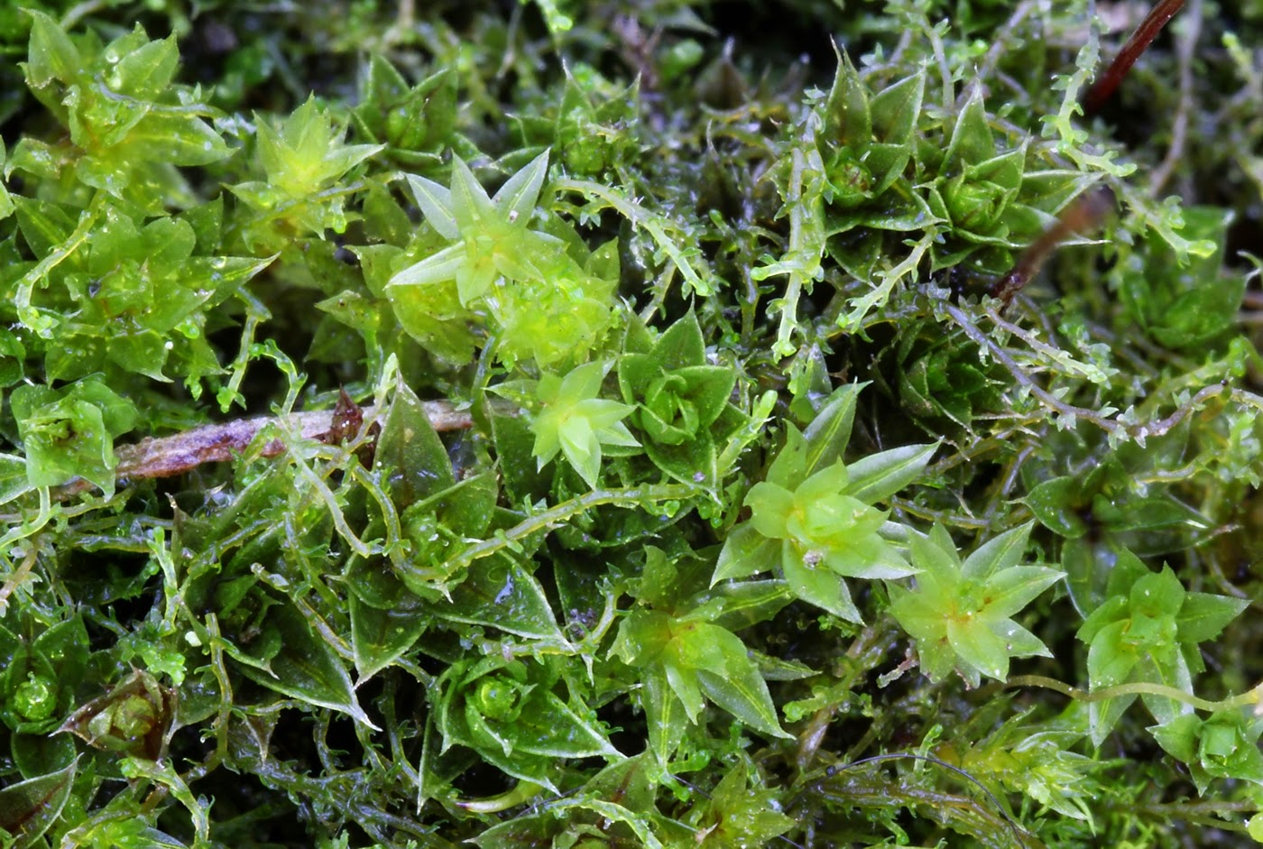 South Wales Bryophytes: Scopelophila at Six Pits Branch