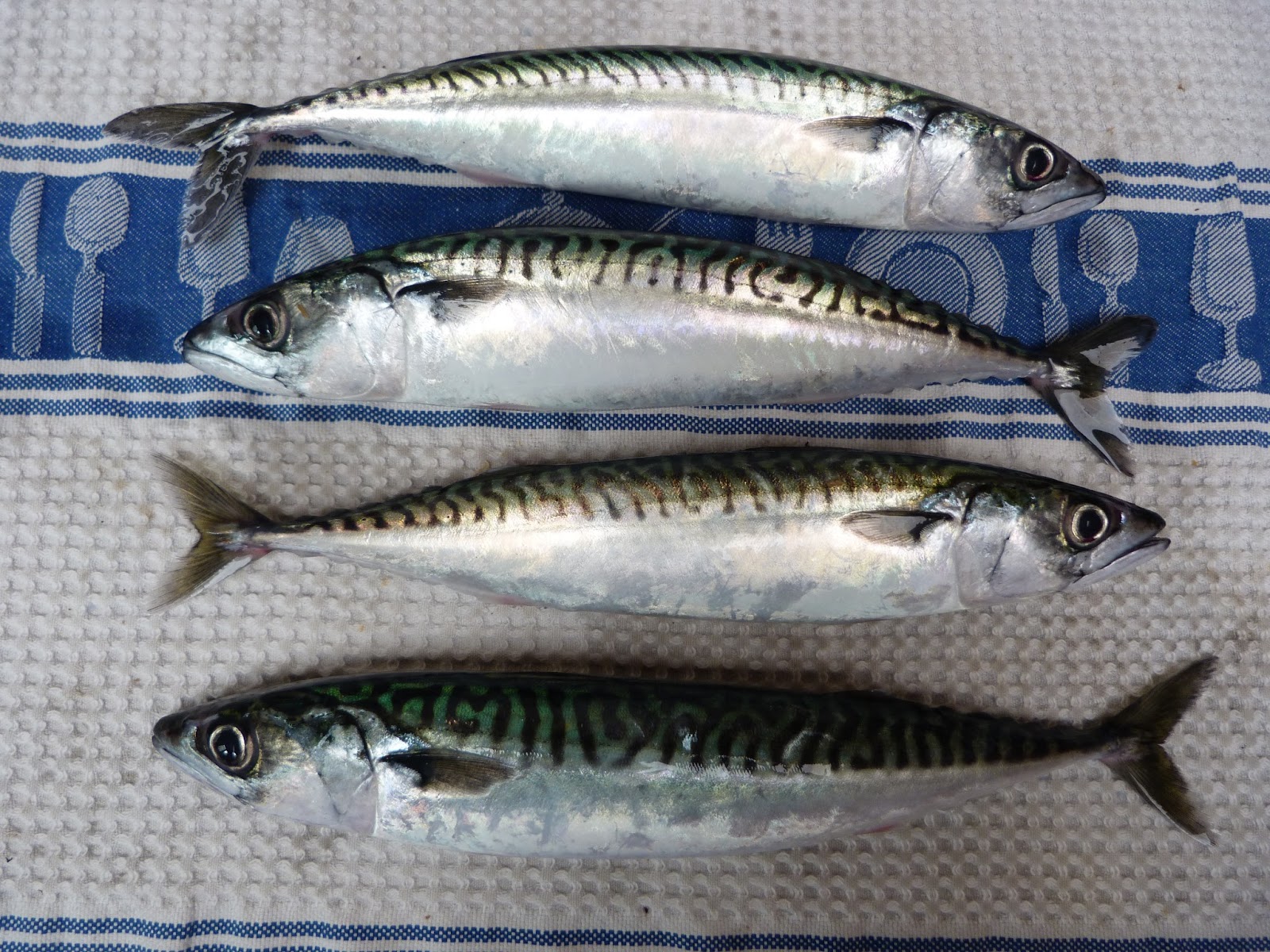 Caro and the gulls: Magnificent Mackerel