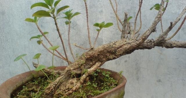 SIMPLISIA FARMAKOGNOSI LENGKAP: RADIX