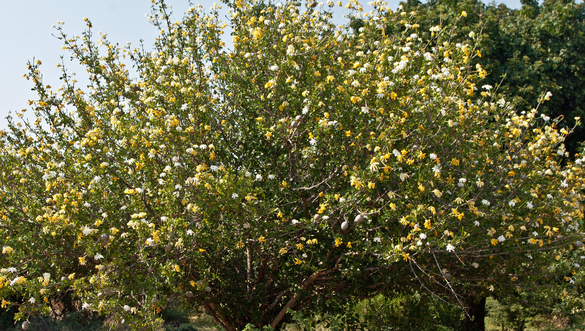 Gardenia volkensii - Transvaal gardenia care and culture | Travaldo's blog