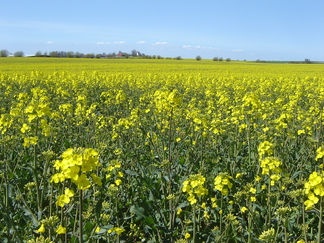 Skånska Resor: Tjugoen bilder från Skåne