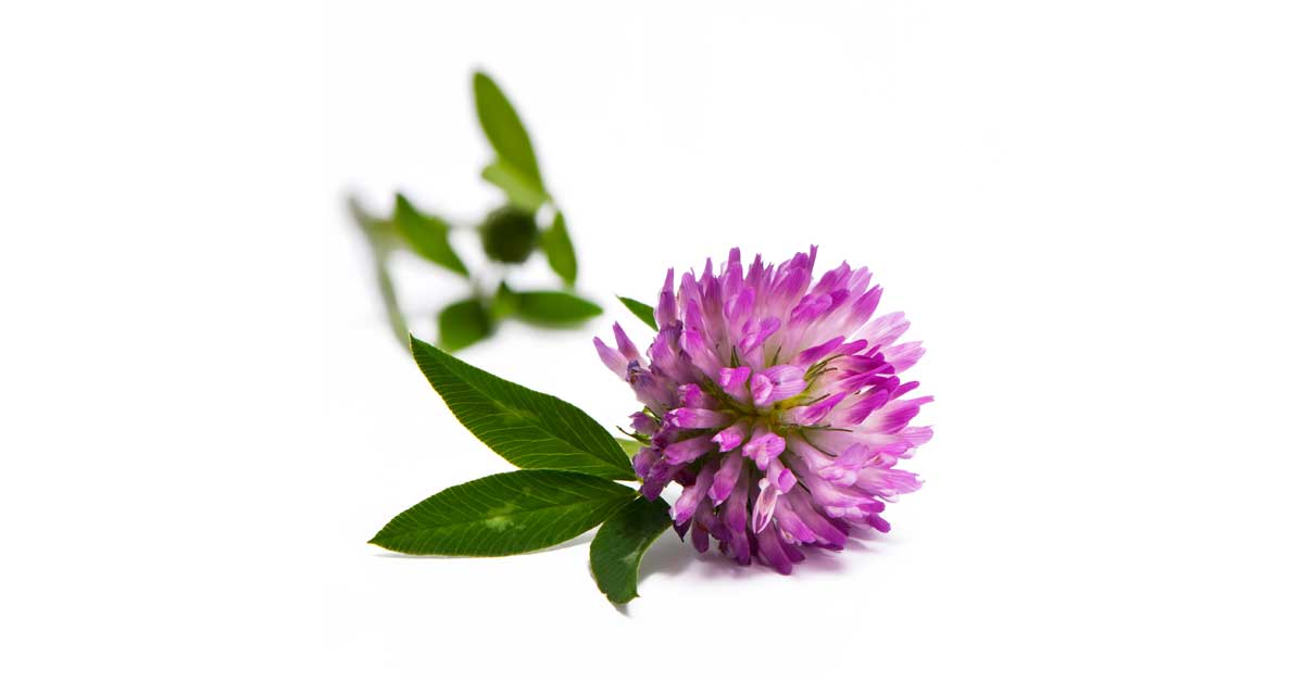 Crvena detelina za menopauzu je prirodno rešenje koje ste čekali! - Moj ...