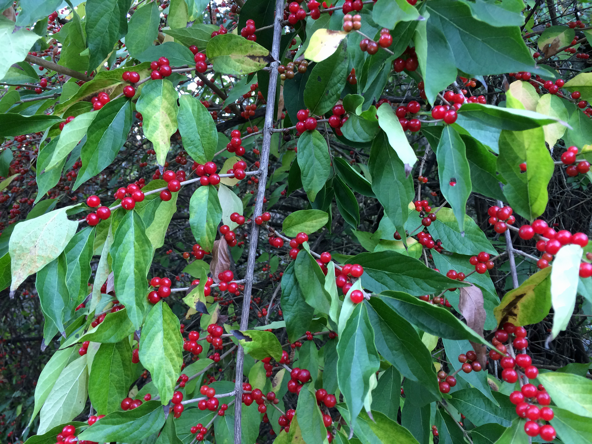 Quilted Blooms: In Bloom #38 + Winterberry Holly