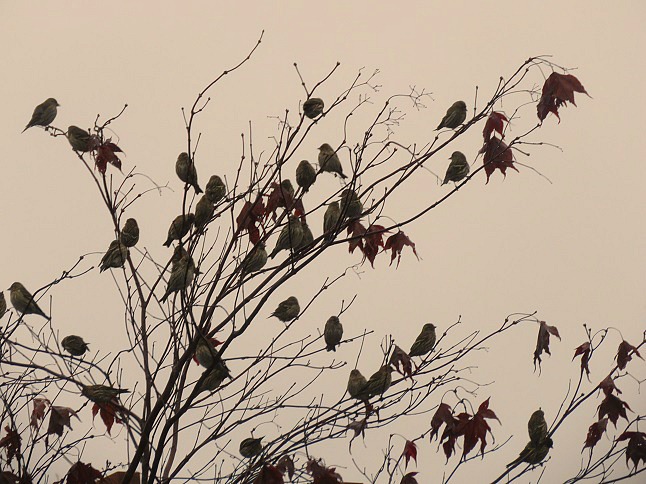 For the Love of Dirt