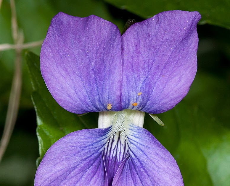 Nuncketest: Common Blue Violet