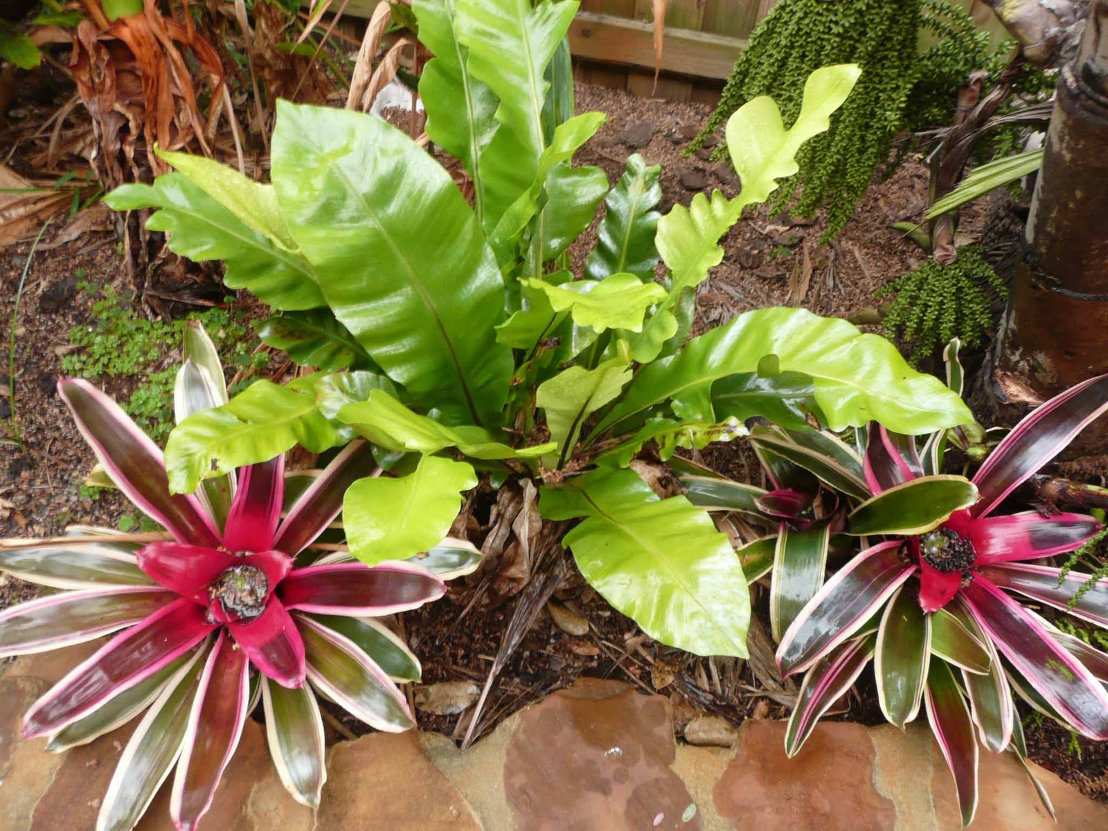 Gardening South Florida Style: Bromeliads in the Garden
