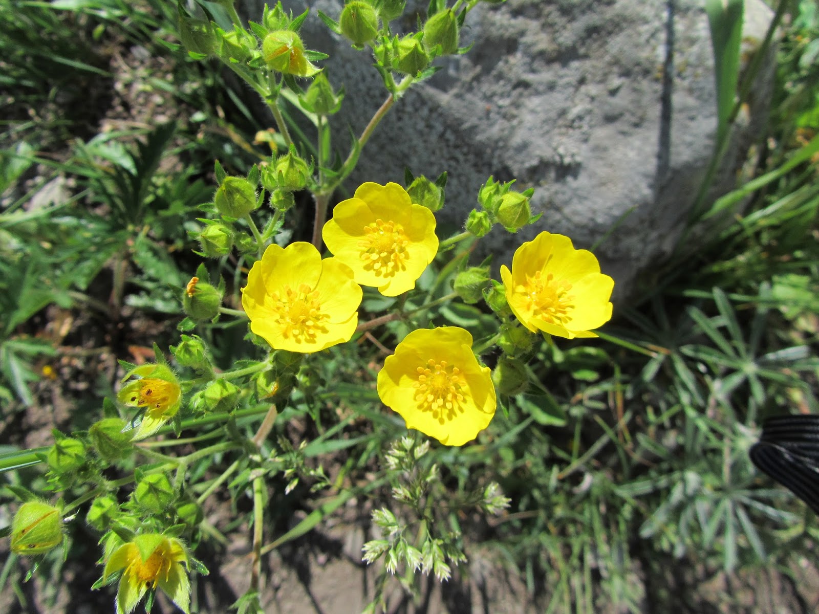 Nature Is Real: Glacier/Waterton Lakes National Parks