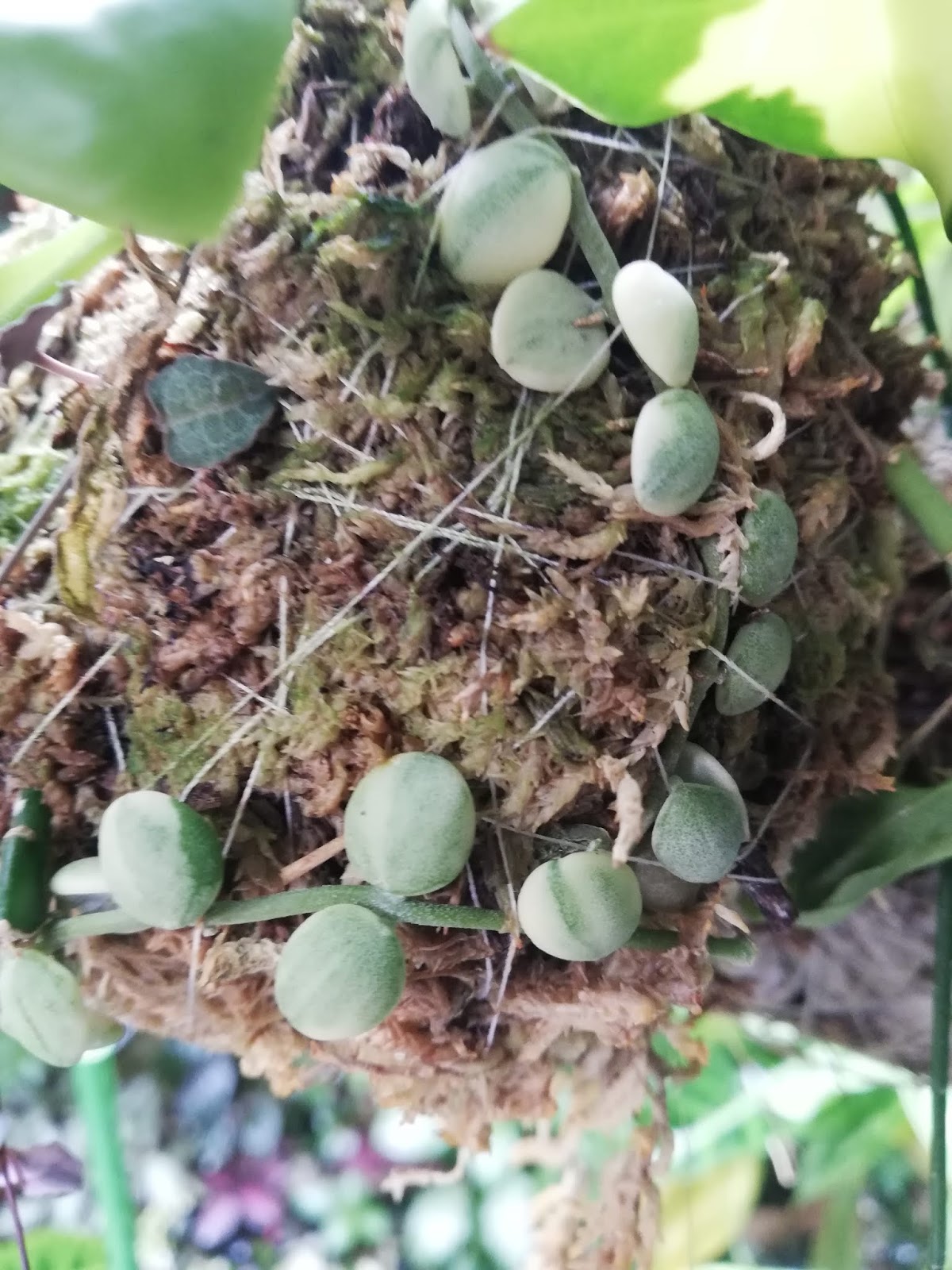 Garden Chronicles of James David: Different Types of Dischidia - Names ...