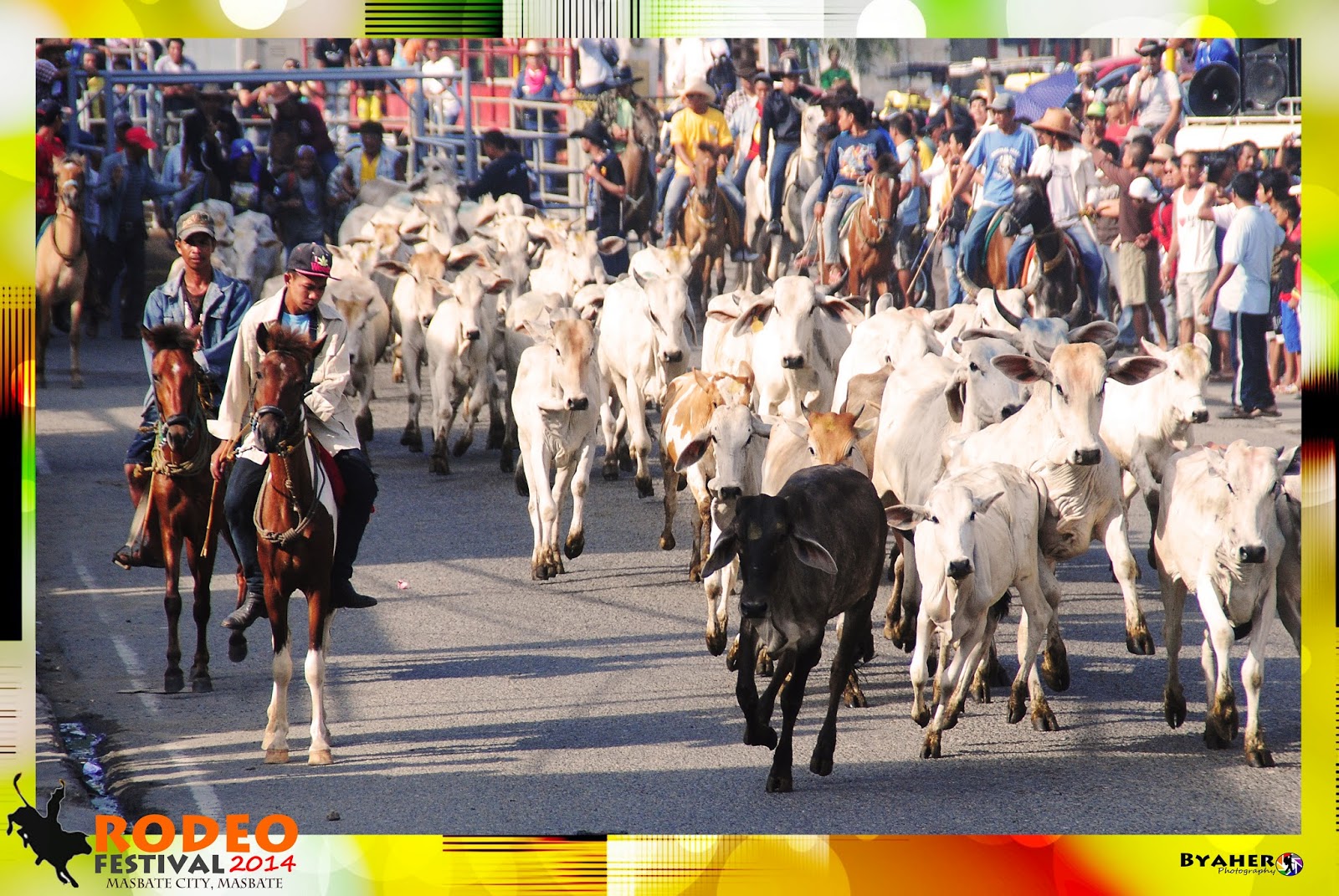 Byahero: Rodeo Masbateño Festival 2014: Cattle Drive