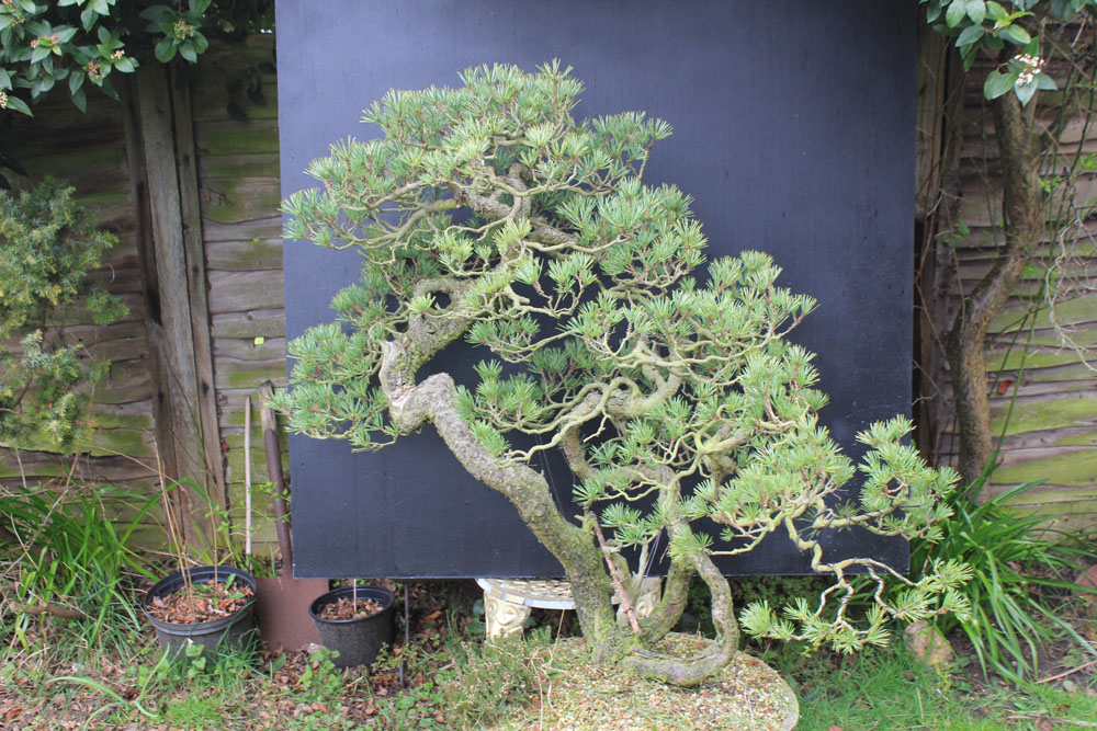 wildwoodbonsai: Triple trunk Pinus sylvestris var Scotia