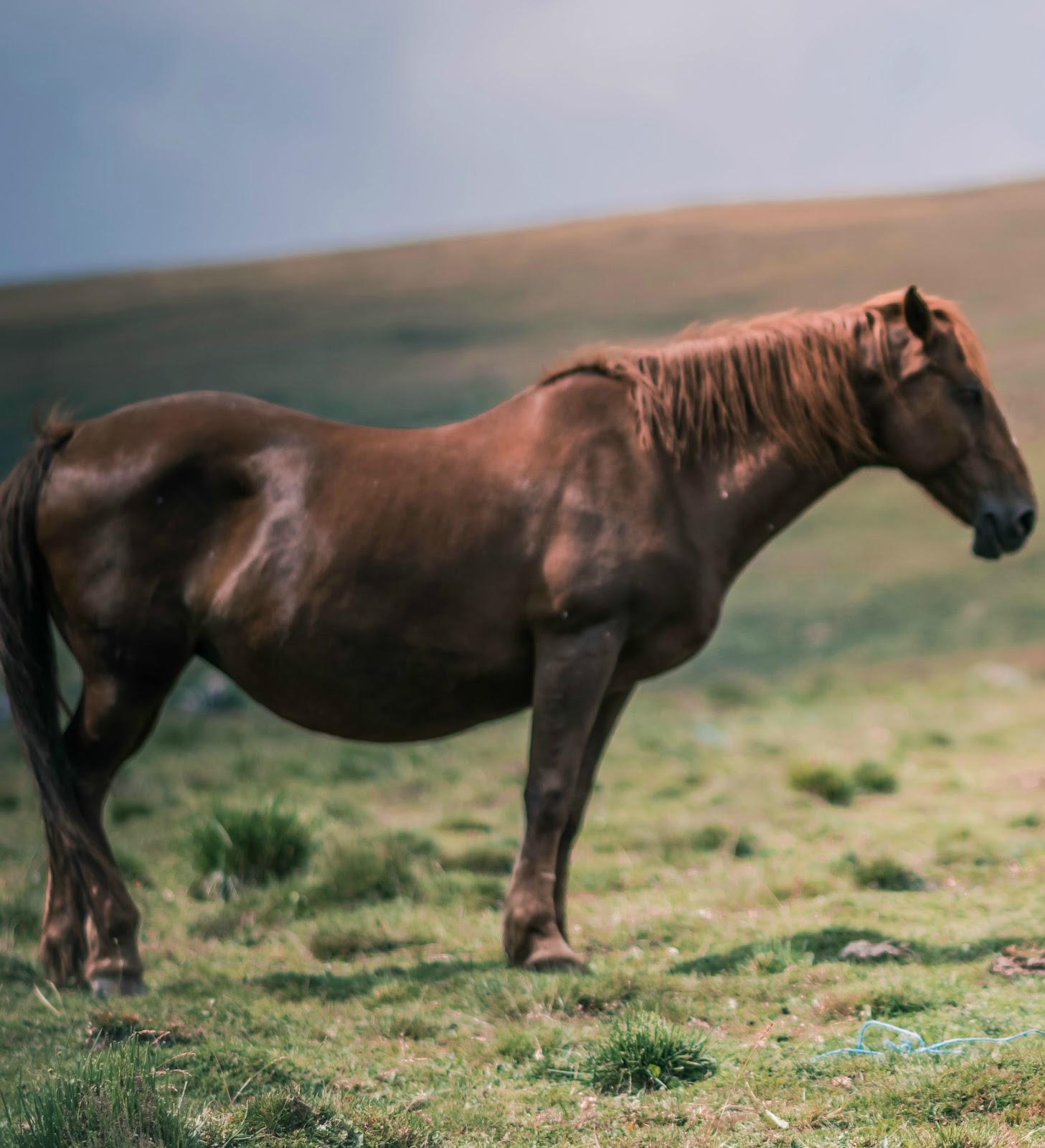 Bone Spavin - How To Treat A Horse With This Terrible Disease! - The ...