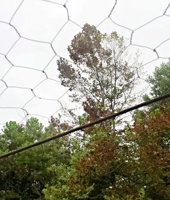 Chicken Coop + Run Predator Proofing - Fresh Eggs Daily® with Lisa Steele