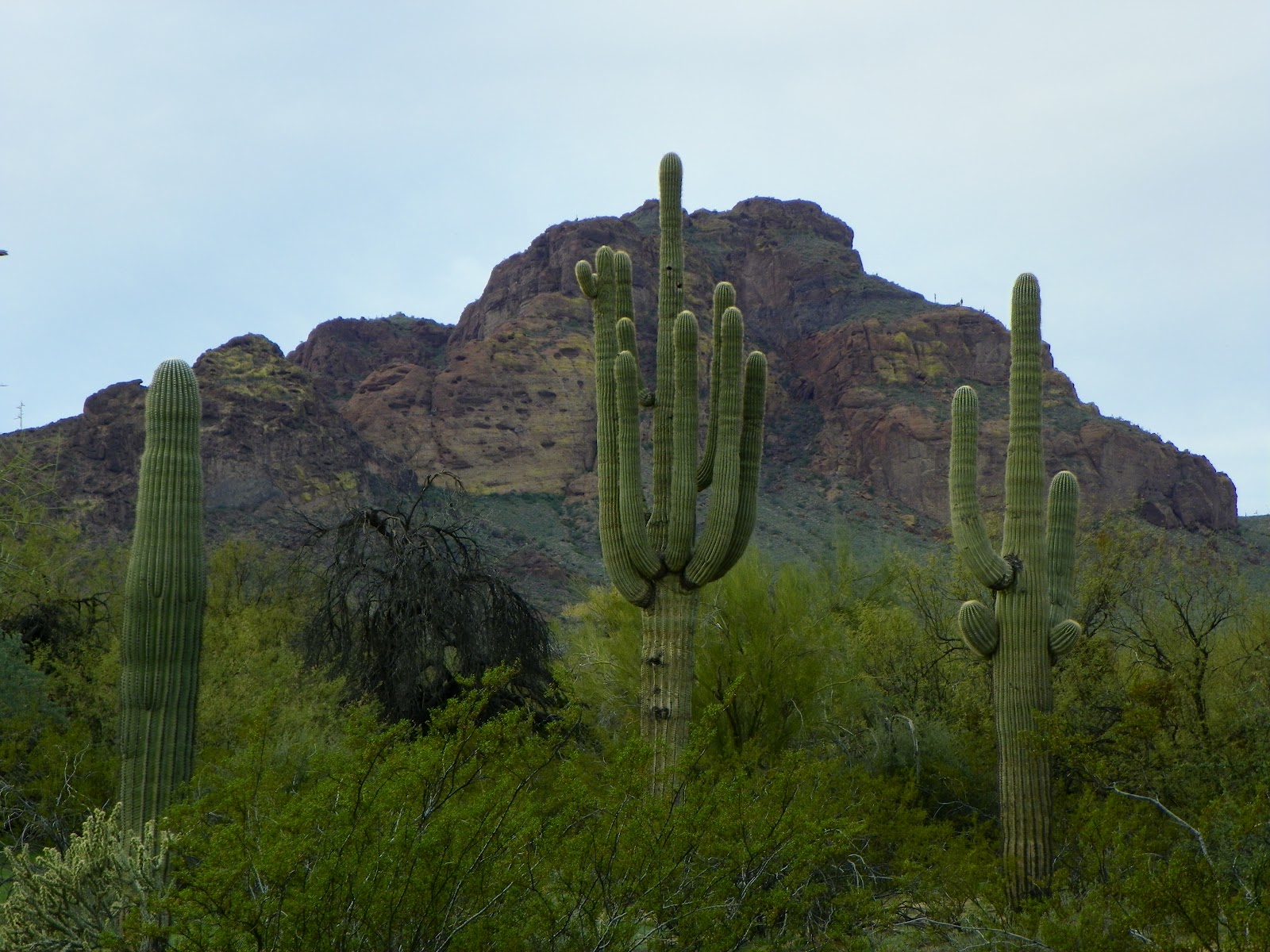 ON THE ROAD: Rock Shadows RV Park-Apache Junction,AZ