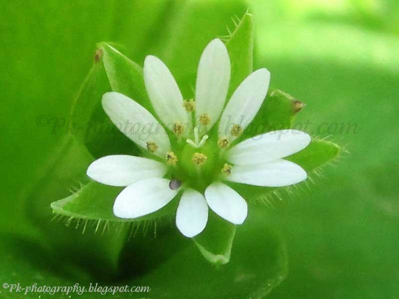 Weed Flowers | Nature, Cultural, and Travel Photography Blog