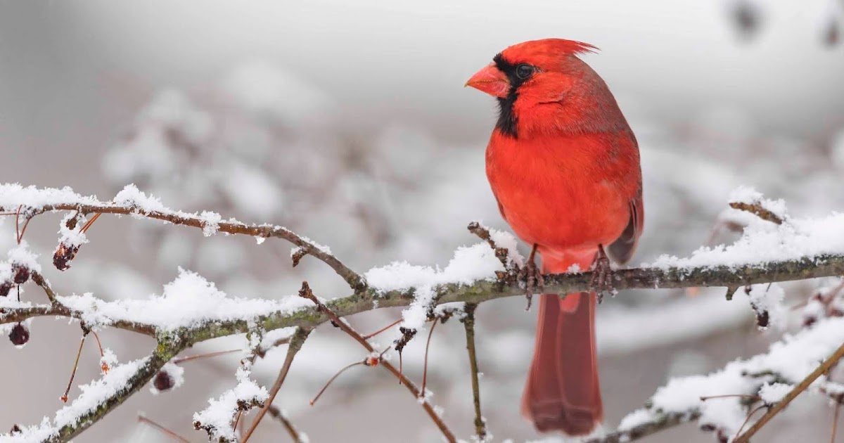 Pair Of Cardinals In Snow