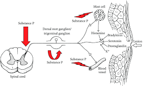 Detail About Substance P in Simple Words and Their Capacity as a ...