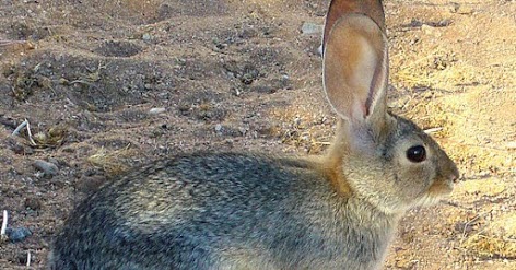 Mythology and Folklore UN-Textbook: Story of the Day. Why Rabbit's Tail ...