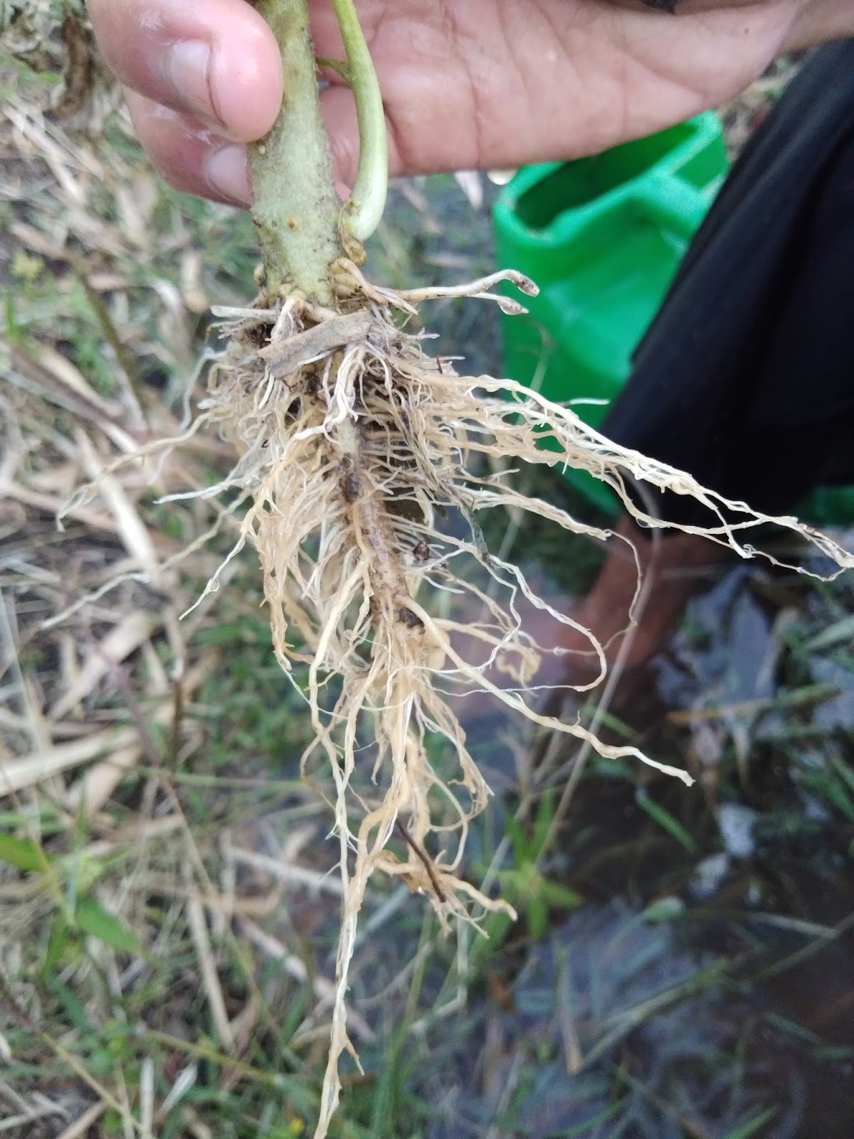 Peran Akar Bagi Tanaman dan Faktor yang Mempengaruhi Pertumbuhannya