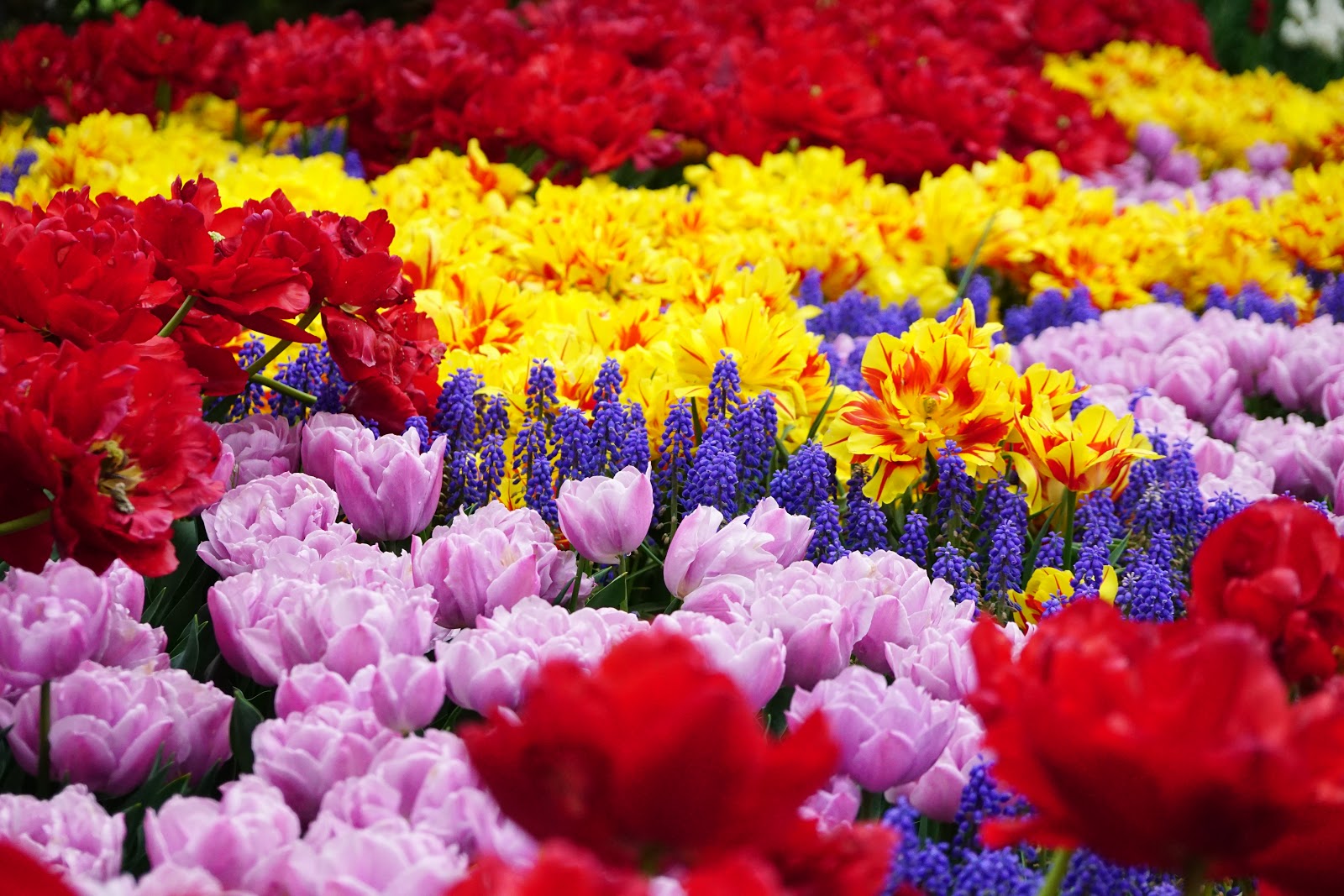 Roozengaarde - SesameTravel