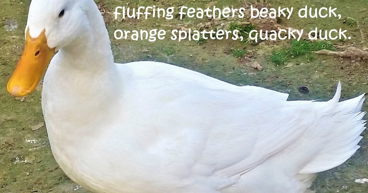 A POEM A DAY - DUCK RHYMES