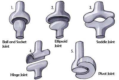 Anatomy & Physiology