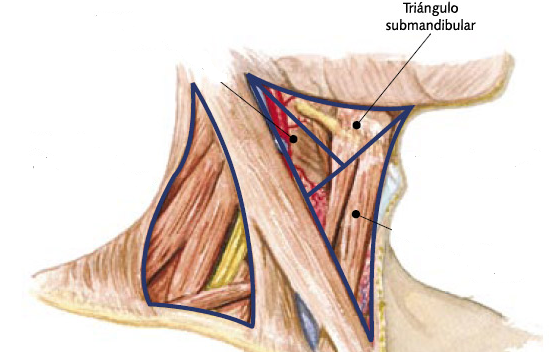MORFOFISIOLOGIA I: CUELLO