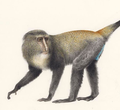 Species New to Science: [Mammalogy • 2012] Lesula | Cercopithecus ...