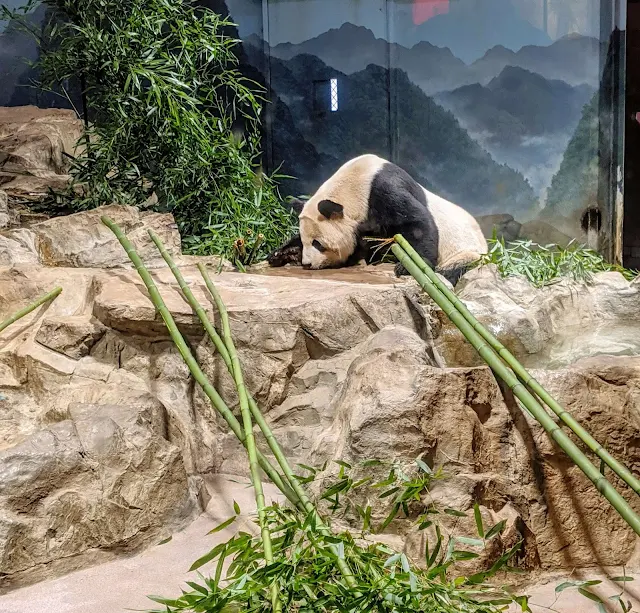 Eat All the Steak! Medium Rare DC