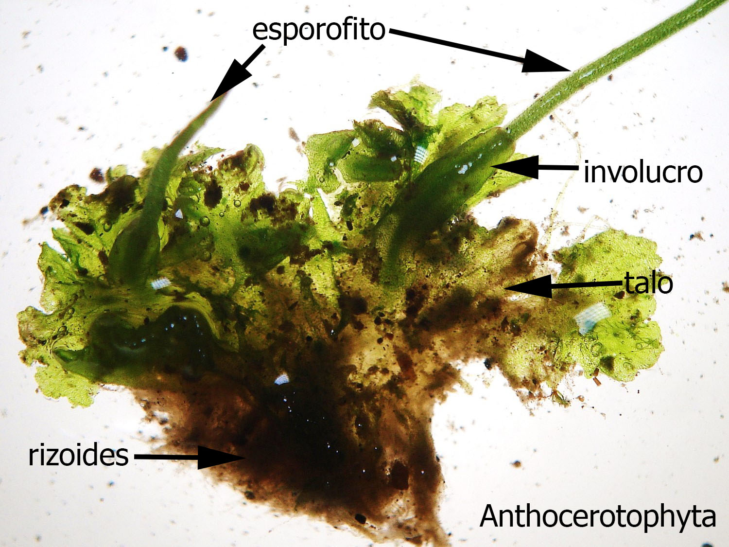 Anthocerotophyta ~ Rimega: Revista de Divulgación Científica.