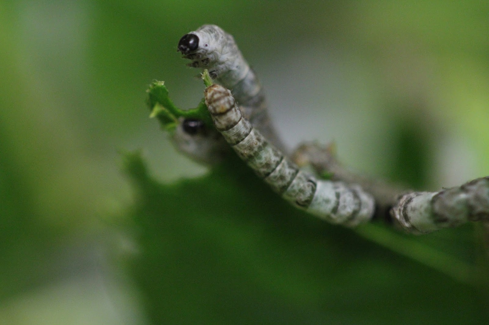 Amazing Silkworms: Silkworm Photoshoot