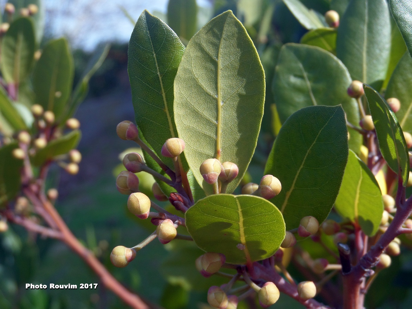 ΡΟΔΟΣυλλέκτης: Δάφνη: Ένα αρωματικό φυτό με θεραπευτικές δράσεις ...