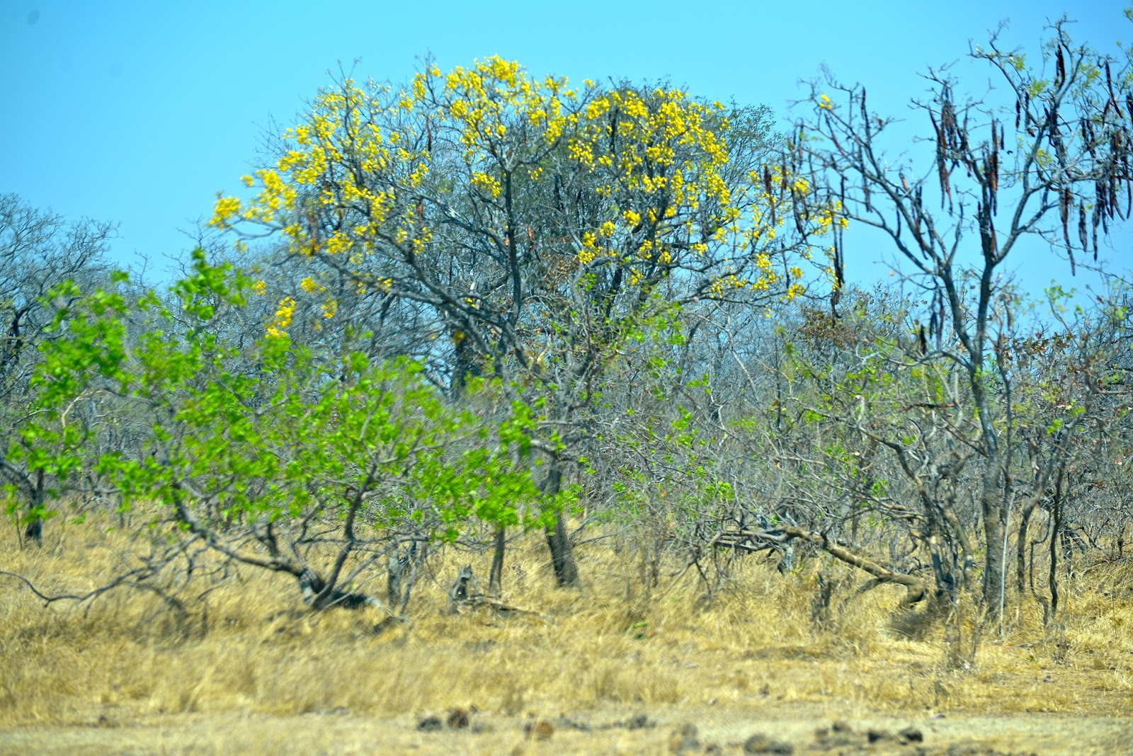 If Not Now? When?: Kafue National Park, Zambia