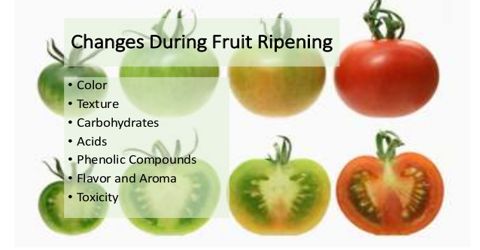 FSSAI License , FSSAI Consultancy: Artificial Fruit Ripening Ethylene ...
