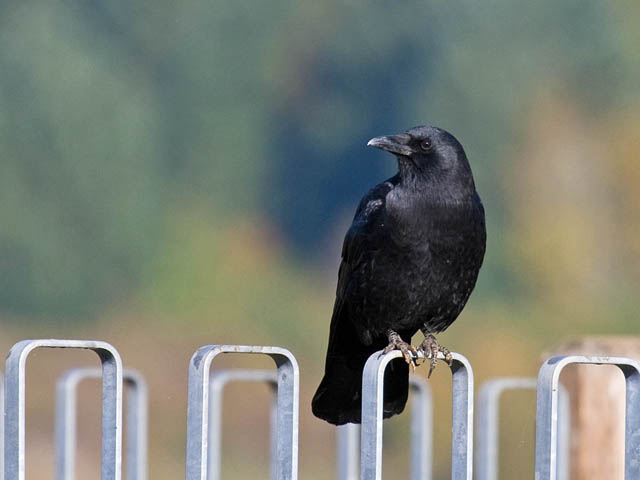 36 Backyard Birds To Know | Texas