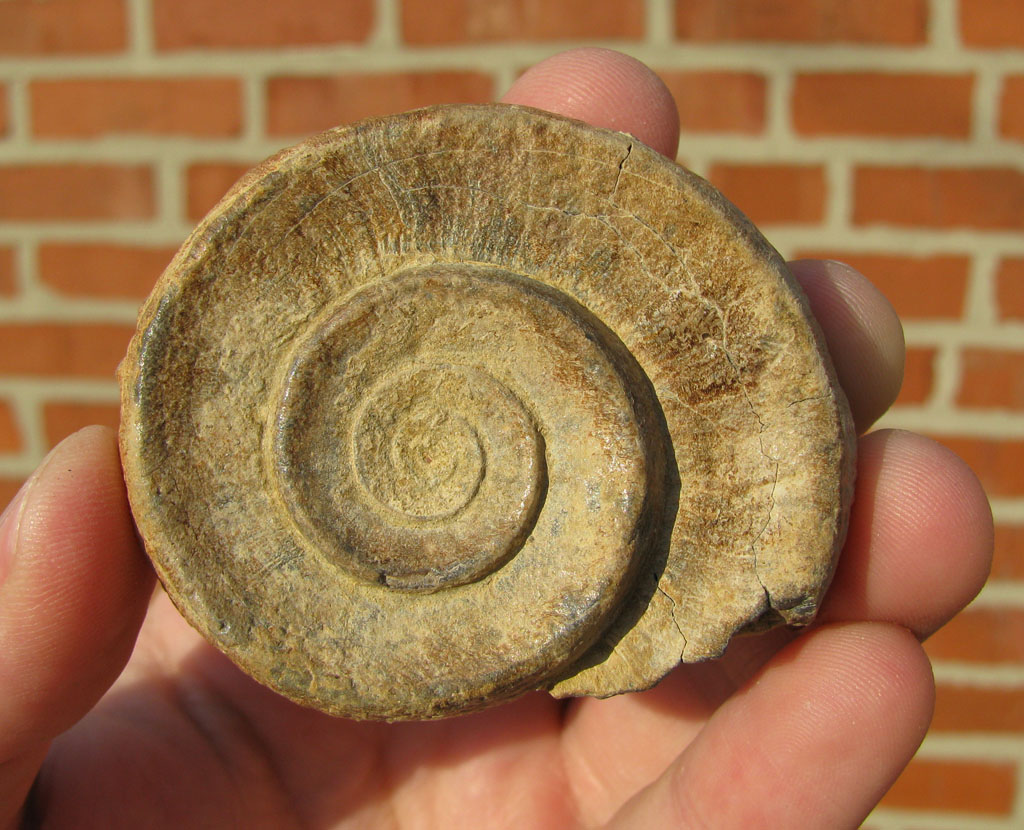 Views of the Mahantango: Giant Straparollus