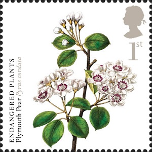 Всё о бегониях и не только...: Груша сердцевидная / "Плимутская груша ...