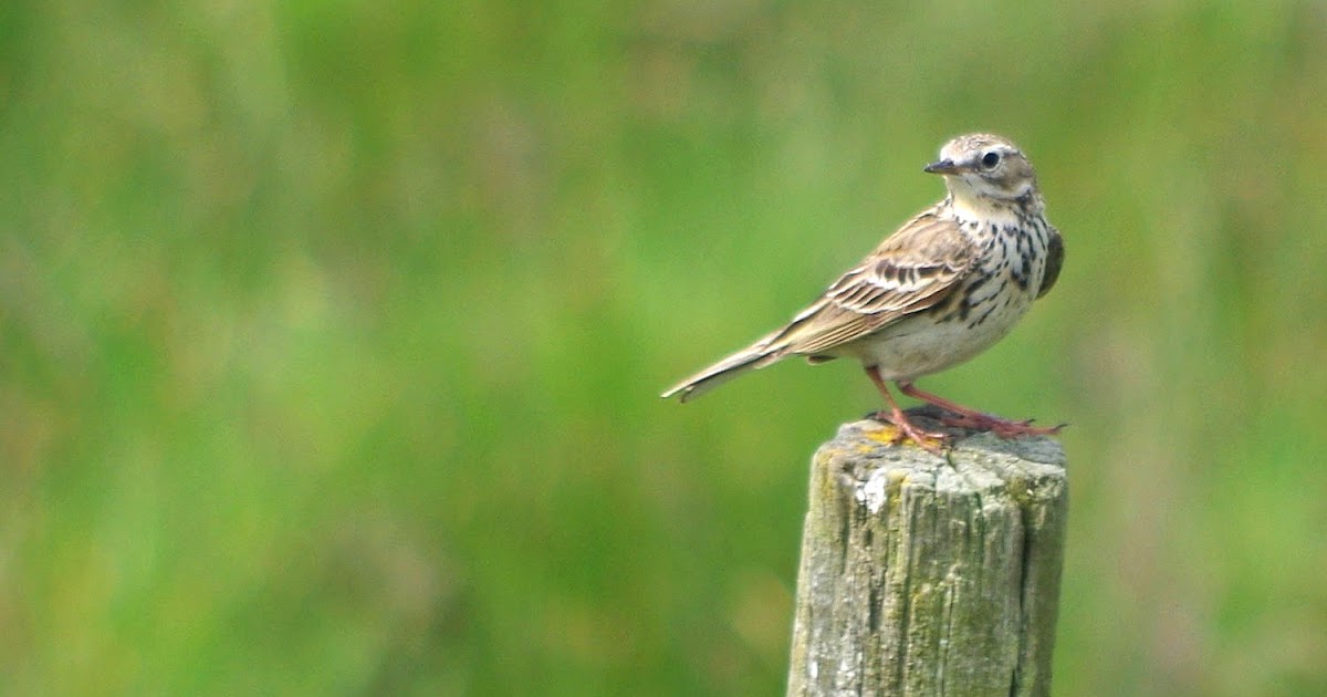 No Rare Birds: Meadow Pipit [ängspiplärka]