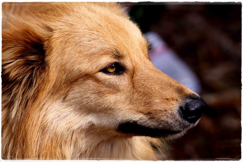 NUNCAJAMAS COCKER: EL PASTOR GARAFIANO; RELIQUIA PREHISPÁNICA