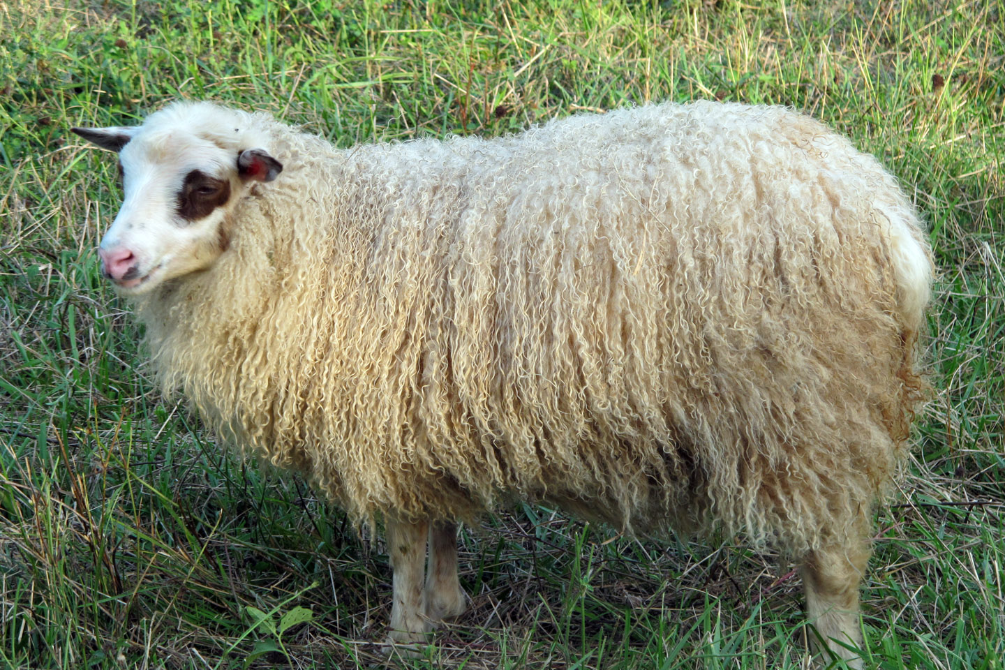 FarmGirl's Homestead Sheep: Finnsheep and Gulf Coast Natives