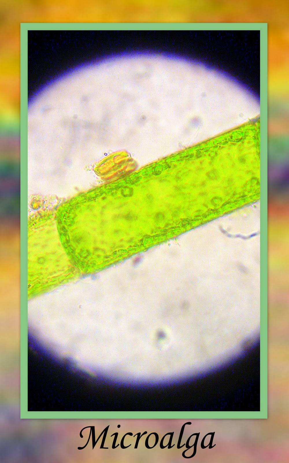 Cultivo de Microalgas em Fotobiorreatores: Microalgas Filamentosas...