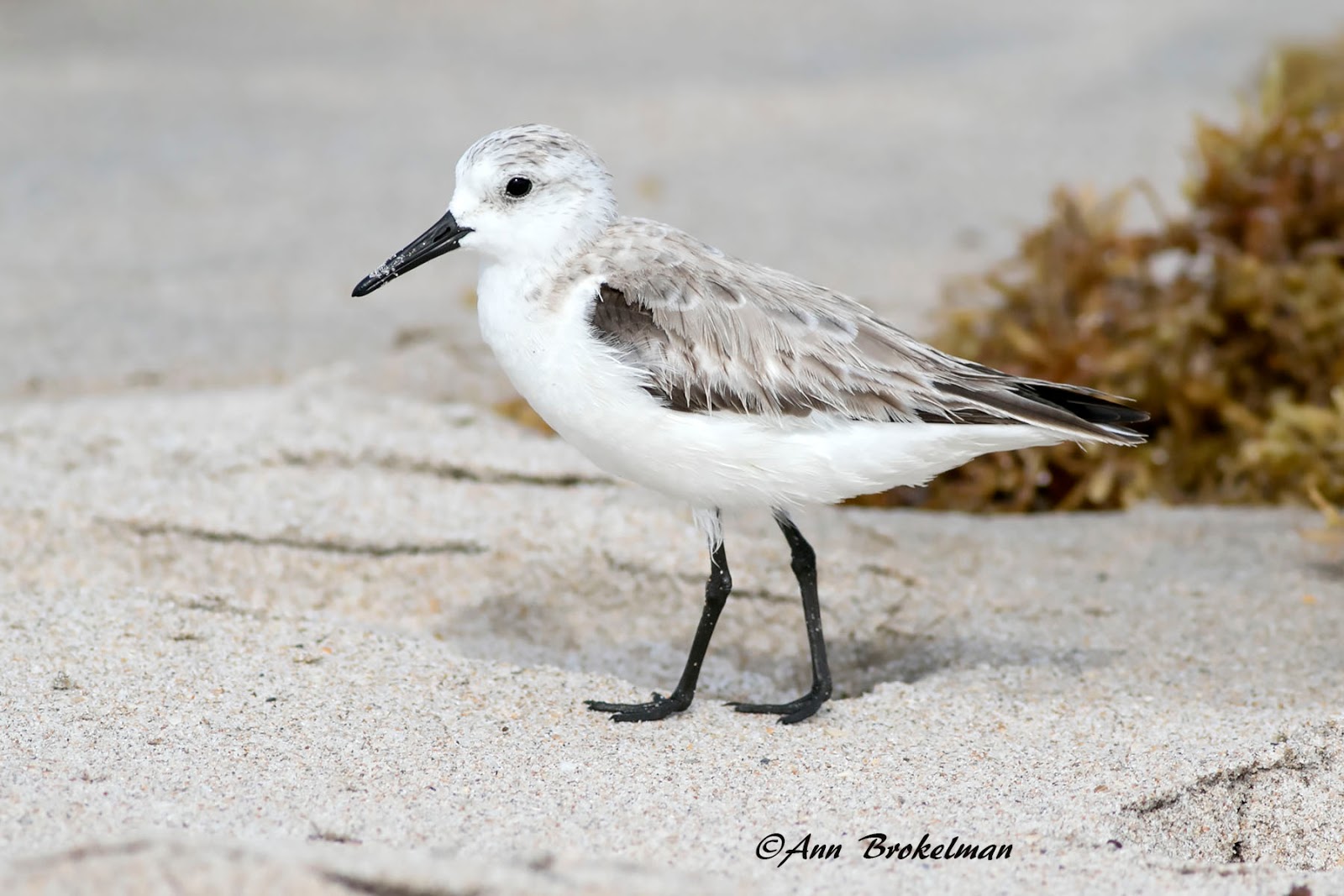 Ann Brokelman Photography: Sanderlings at the beach in Florida