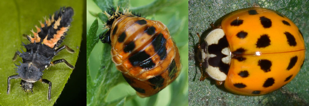 Hacia el camino de la supervivencia de nuestras chinitas nativas