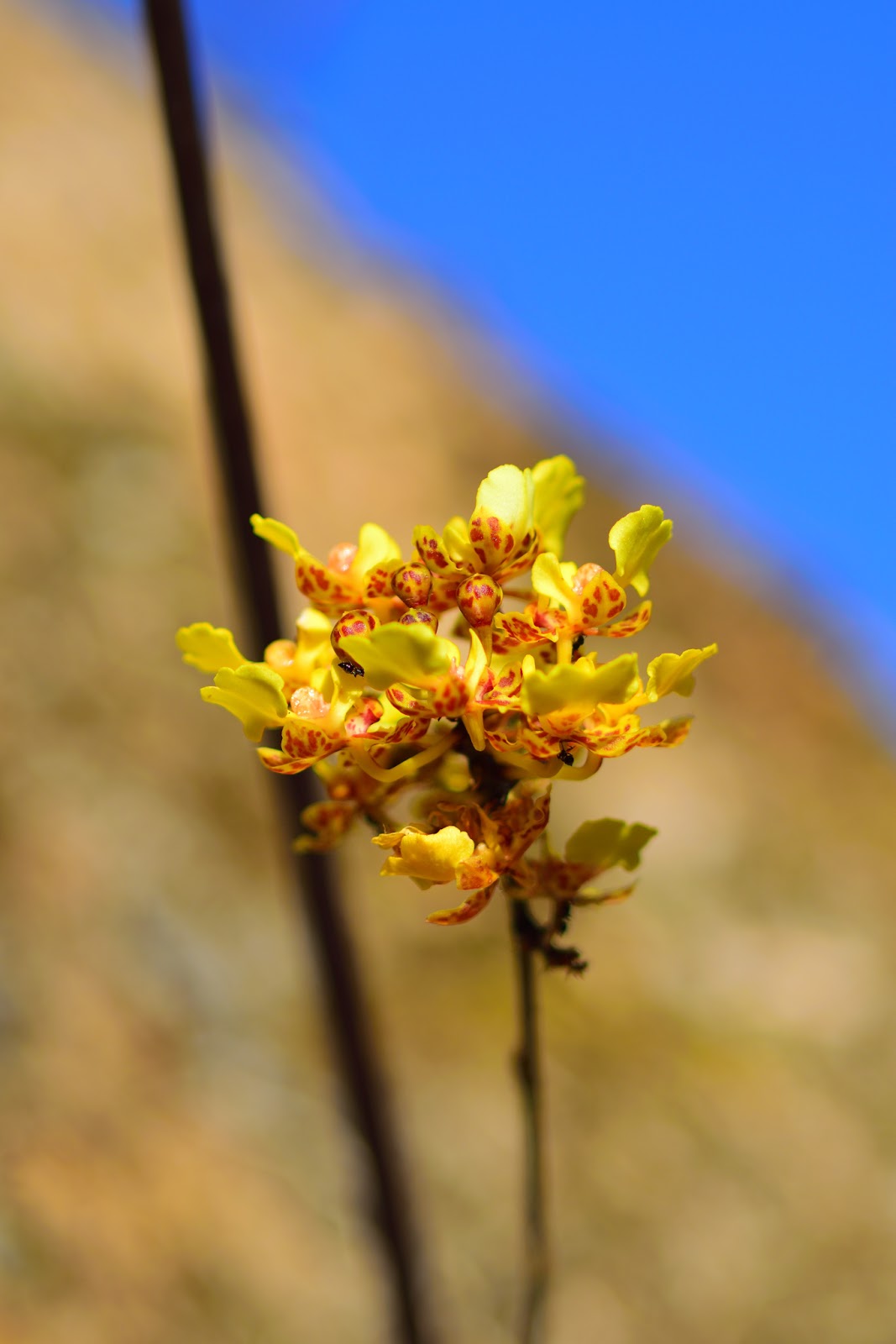 Golden Orchid in Puriscal