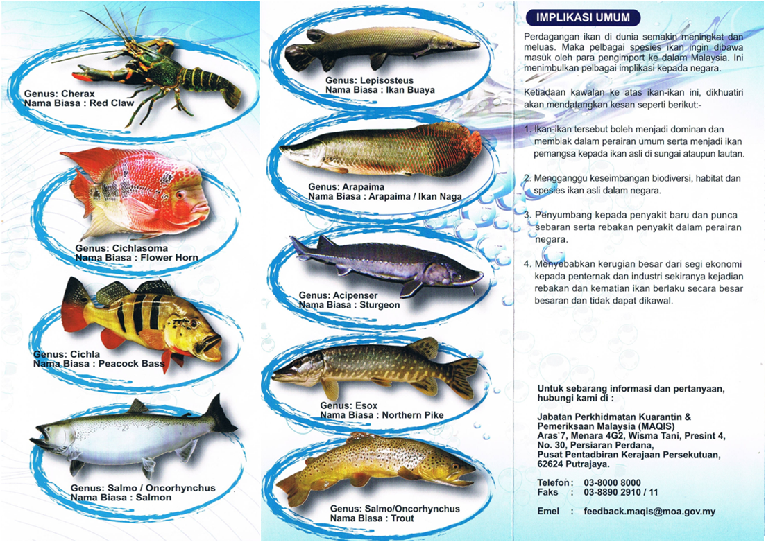 MALAYSIAN FISH HUNTER: Maxx Peacock Fish Encyclopedia – Kenali Ikan ...