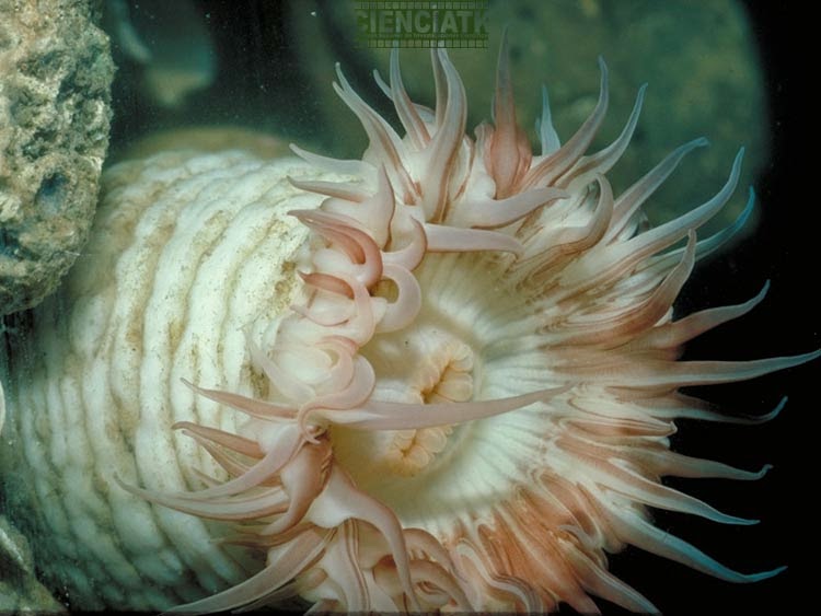 Zoología de Invertebrados I