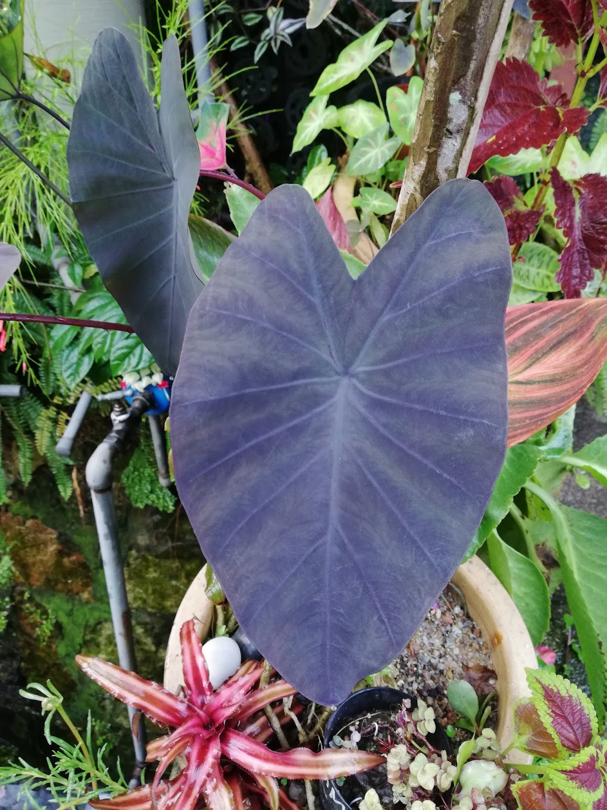 garden-chronicles-different-types-of-taro-names-images