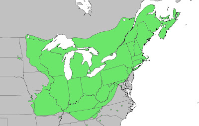 Replant.ca Environmental: The Sugar Maple tree (Acer saccharum)