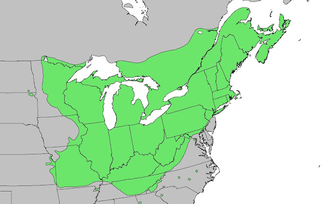 Replant.ca Environmental: The Sugar Maple tree (Acer saccharum)