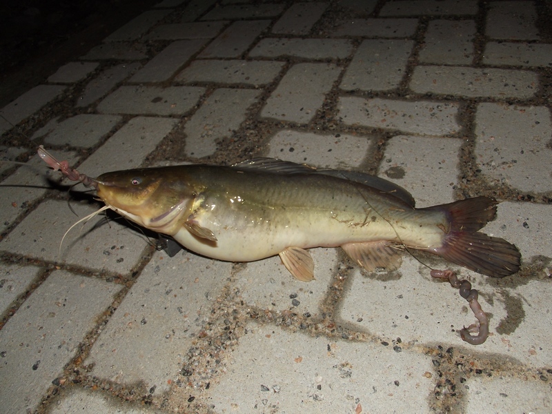 Jundiá - Um peixe da Lagoa dos Patos - Pesca na Lagoa