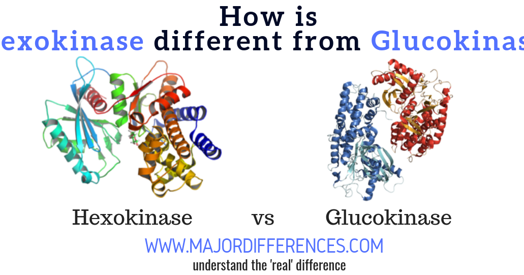 10 Difference between Hexokinase and Glucokinase | Major Differences